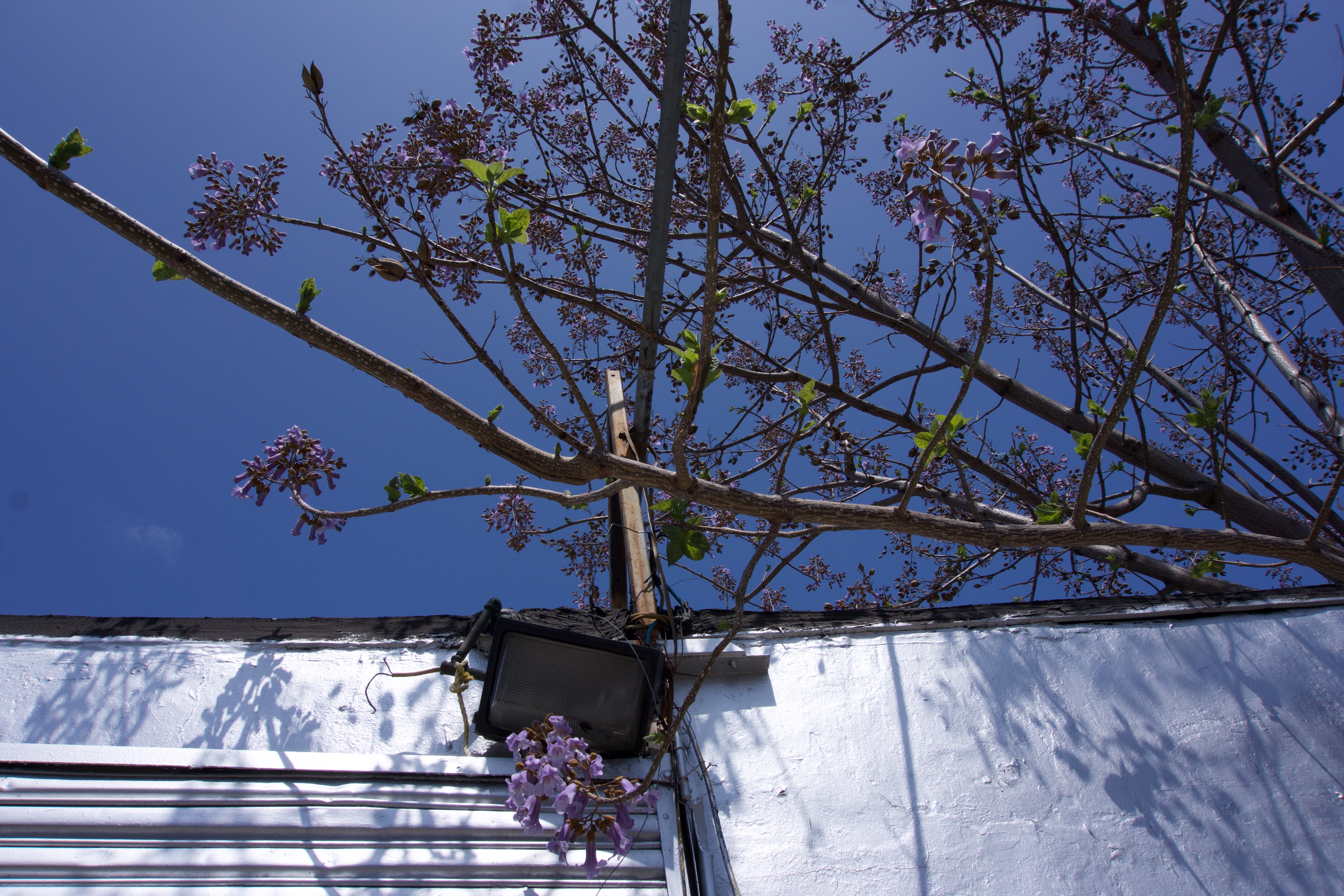 Outside Empire tree :neighbor – Environmental Performance Agency